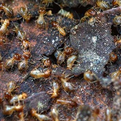 Termite Inspection in Columbus Ohio - Schedule Now: 1-800-241-1033